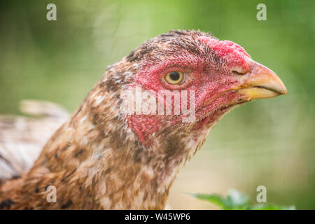 Shamo fighting hen (Gallus gallus domesticus Stock Photo - Alamy
