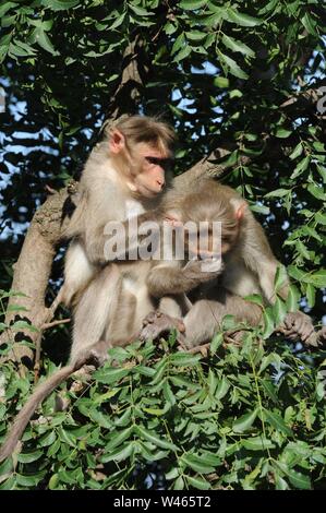 Monkey scratching the back of another monkey Stock Photo - Alamy