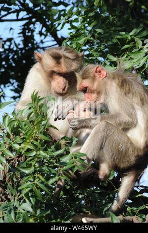 A family of three monkeys crouched together Stock Photo - Alamy