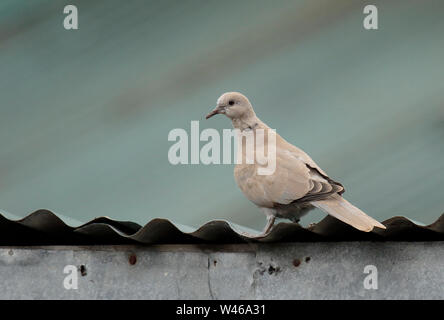 Juvenile Collared Dove (Streptopelia decaocto Stock Photo - Alamy