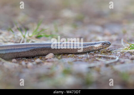 Slow-worm, Applecross, Scotland, UK Stock Photo - Alamy