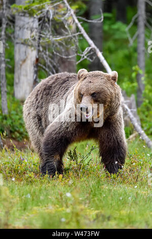 Brown bear looks a bit aggressive but is only communicating to his ...