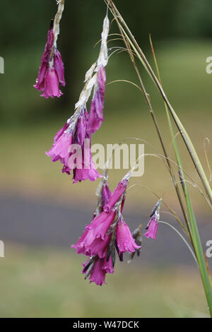 Close-up of Angels Fishing Rod Flowers ( Dierama pulcherrimum ) growing ...