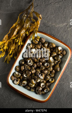 Raw, uncooked Thick Top shells, Phorcus lineatus, that were gathered ...