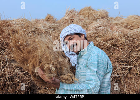 Farmer carrying harvested crop on bullock cart, Burma (Myanmar Stock ...