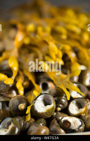 Thick Top shells, Phorcus lineatus, that were gathered seafood foraging ...