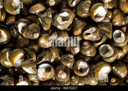 Raw, uncooked Thick Top shells, Phorcus lineatus, that were gathered ...