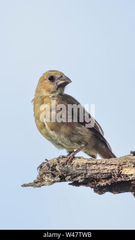 Juvenile northern cardinal (Cardinalis cardinalis Stock Photo - Alamy