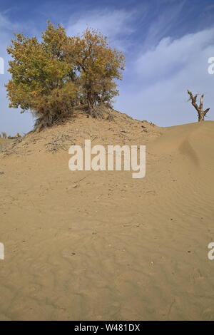 Group of desert poplar-Populus euphratica trees. Taklamakan Desert ...