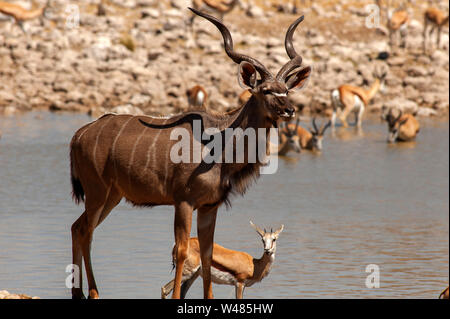 Male Kudu anthelope with springboks at Okaukuejo waterhole, Etosha ...