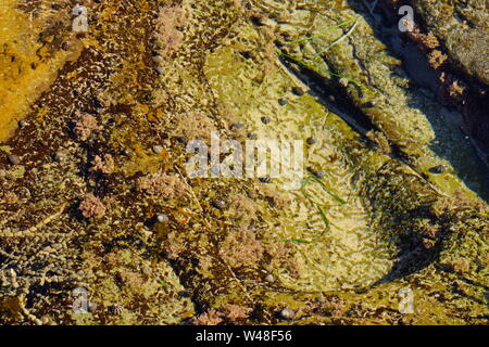 Bellambi Point rock pools Stock Photo - Alamy