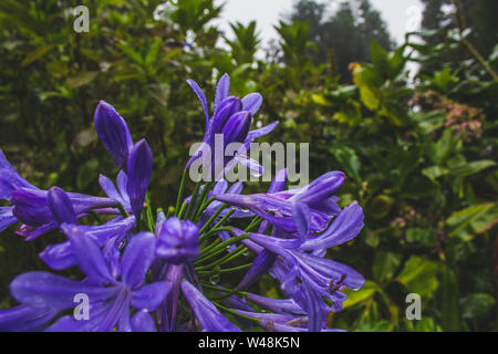 Azores. National flower of Azores Stock Photo - Alamy