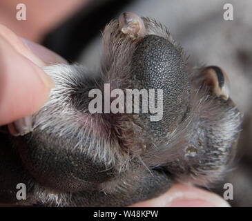 Close up of interdigital cyst on Pug's front paws Stock Photo - Alamy