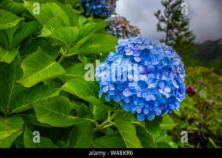 Hydrangeas. São Miguel, Azores islands. Portugal Stock Photo - Alamy