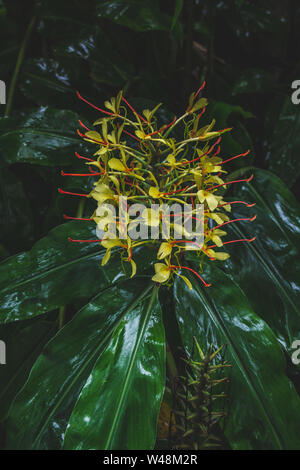 Azores. National flower of Azores Stock Photo - Alamy