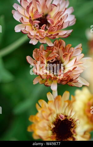 marigold, calendula stellata Stock Photo - Alamy