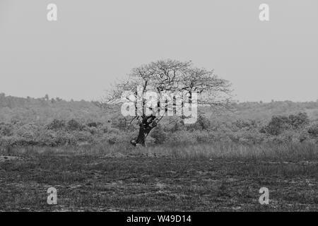 Divar Island Goa India Stock Photo - Alamy