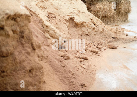 sawdust substrate for growing edible mushroom in farm Stock Photo - Alamy