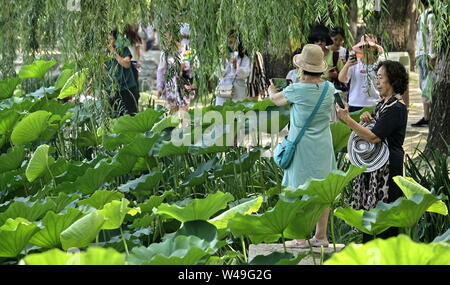 Tourists take photos as lotus flowers bloom and bees gather pollen at ...