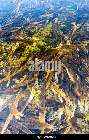 Different species of seaweed in rock pools at beach at Birsay, Orkney ...