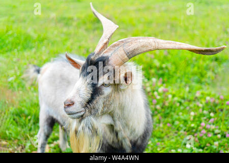 Pet adult male goat on the farm Stock Photo - Alamy