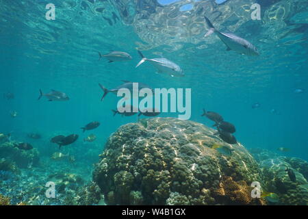 Underwater New Caledonia South Pacific Stock Photo - Alamy