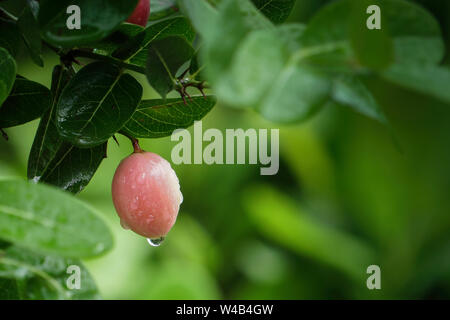 Carissa carandas, Carunda, Karonda seeds ripe pink or red colorful ...