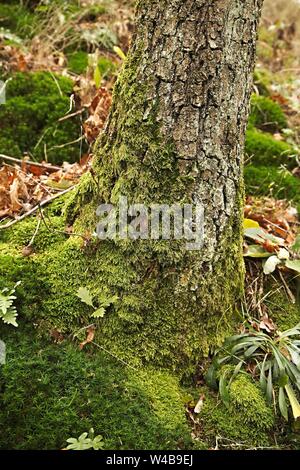 Closeup of rough mossy bark of dry spruce tree trunk as natural ...