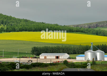 Inner Mongolia, China. 22nd July, 2019. Inner MongoliaHINA-Rapeseed ...