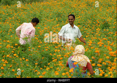 Farmers plucking the flowers from farm Stock Photo - Alamy