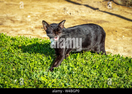 One cat in a city park. Bengal wildcat walk on the forest in collar ...