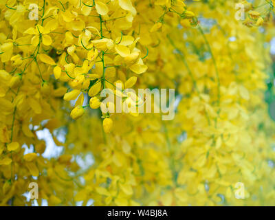 Cassia fistula, known as the golden rain tree, canafistula and by other ...