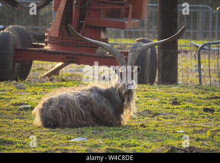 Rasputin goat in a ranch Stock Photo - Alamy