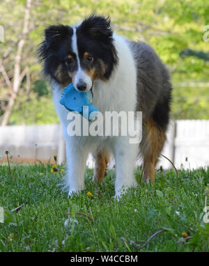 Shetland Sheepdog play with a ball Stock Photo - Alamy