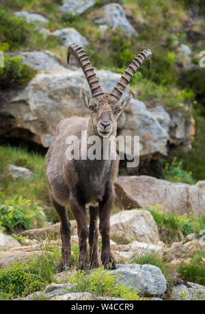 Portrait of a goat. Alpine ibex. Capra ibex closing eyes. One male ...