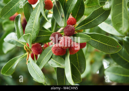 Yangmei, Chinese bayberry (Myrica rubra) tree, Fujian Province, China ...