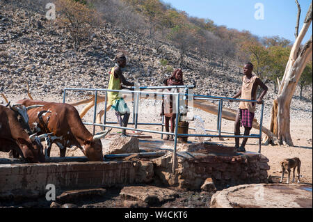 Africa, Namibia, Himba, Cattle, Goats, Hut Stock Photo - Alamy