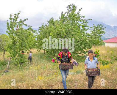 Cherry tree orchard with fresh ripe cherries fruits near cipy Turi ...