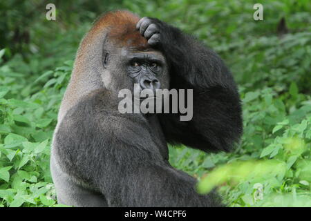 A shocked gorilla Stock Photo - Alamy