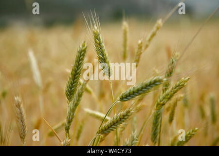Close-up view of ripening wheat heads growing in an agricultural field ...