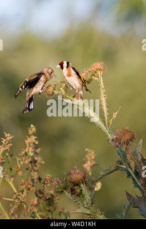 Golden finches Goldfinches feeding on teasels in Romania Stock Photo ...