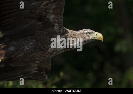Seeadler, Flug, Flugbild, fliegend, See-Adler, Adler, Haliaeetus ...