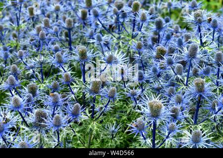 Blue thistle like flower of ERYNGIUM ALPINUM 'BLUE STAR' in a ...