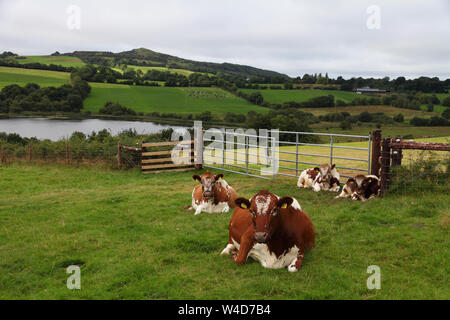 Irish moiled rare breed cattle Stock Photo - Alamy