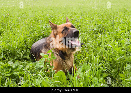 German shepherd walking resting in the Park on the grass on a summer ...