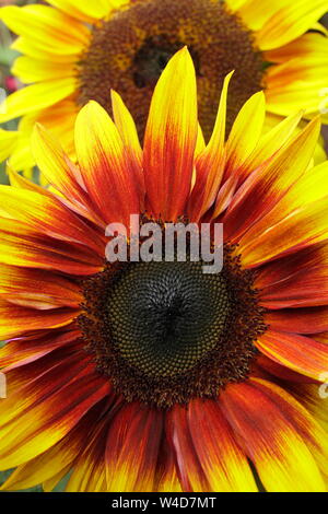 Sunflower "Firecracker" (Helianthus annuus) in the garden Stock Photo ...
