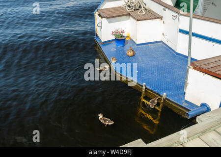 Ducks and ducklings are resting on a yacht stern Stock Photo - Alamy
