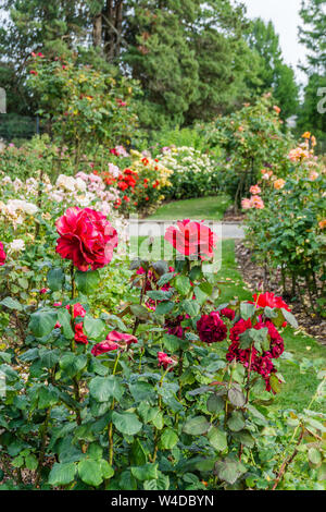 A view of the rose garden at Point Defiance Park in Tacoma, Washington ...
