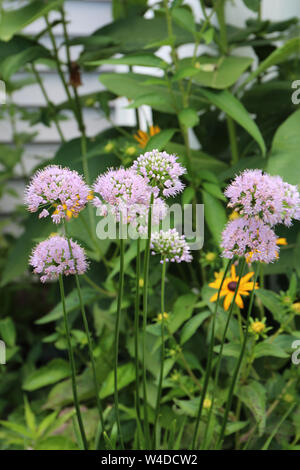 Allium and black-eyed susans in a beautiful garden arrangement Stock ...