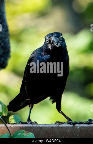 Just hanging around Stock Photo - Alamy